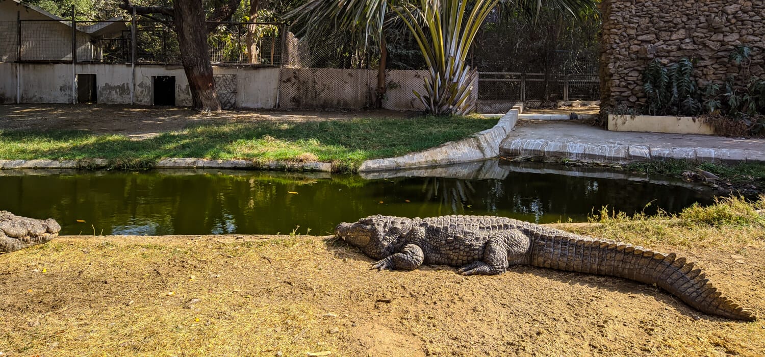 Pakistan: investing in a crocodile farm (right now) - LaConceria | Il ...