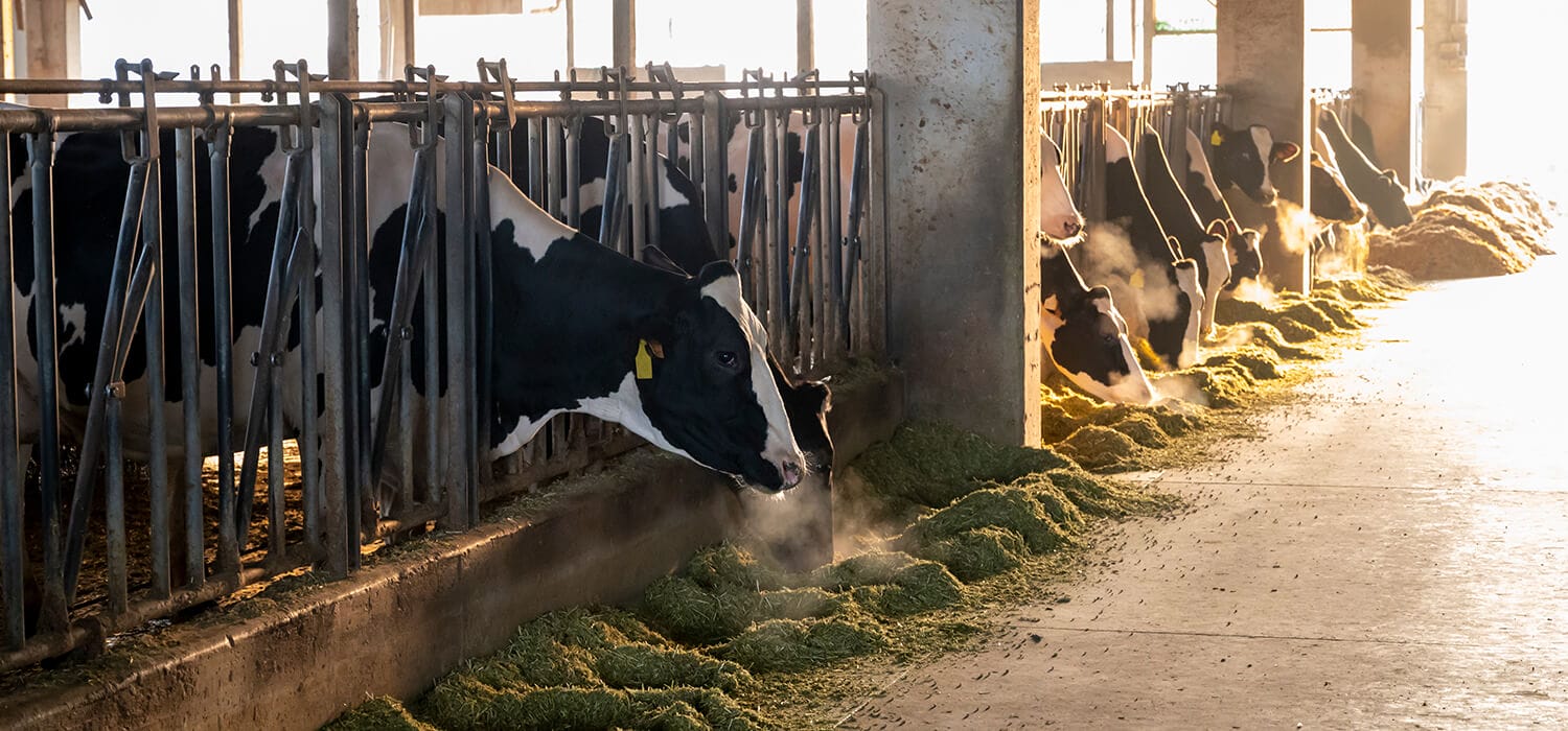 Esuberi e chiusure: la filiera bovina italiana si scopre fragile ...
